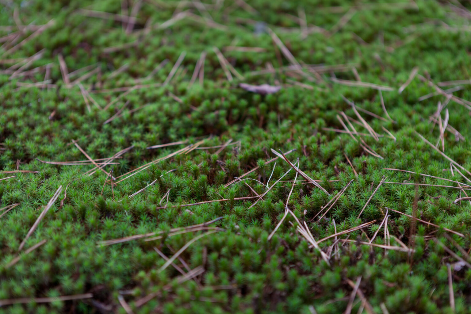 ミャクミャク様が可愛く見えて来た – d44.jp