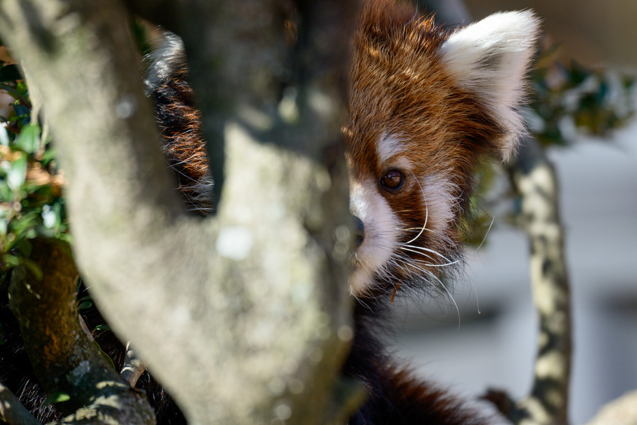 かくかくしかじの映画楽しみ – d44.jp