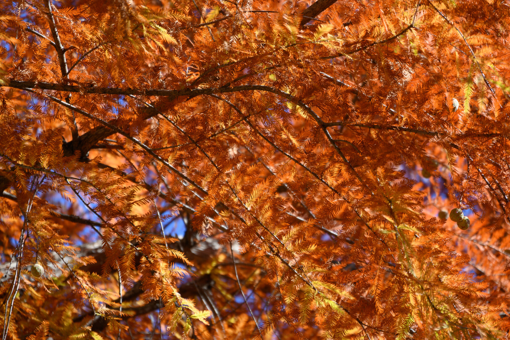 師走だ – d44.jp